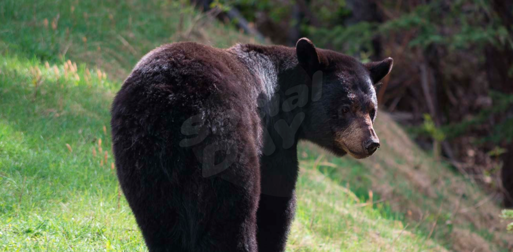 Justicia Natural: Cazador devorado por una osa - Social Day